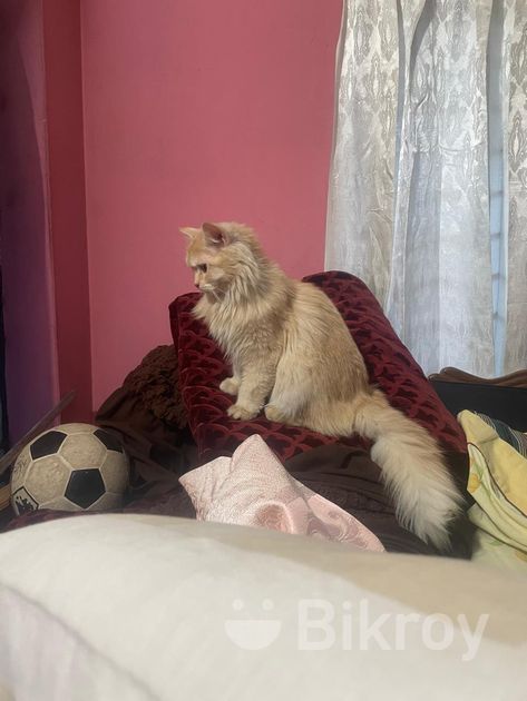 Cat sell বিক্রি | হালিশহর | Bikroy