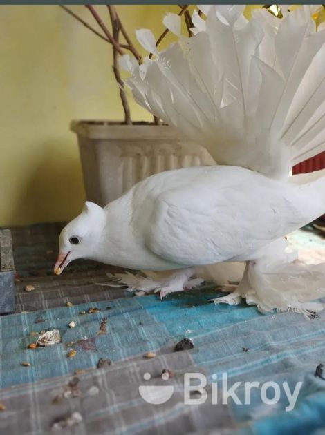 1pic Lokkha Baby for Sale in Chawkbazar | Bikroy