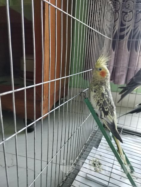 1ti cockatiel bird sell Kora hobe for Sale in Panchlaish | Bikroy