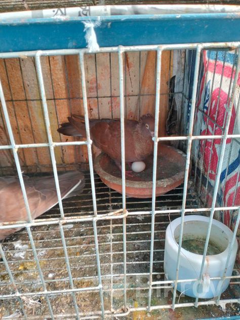 2 Jora Golla Kobotor for Sale in Khilgaon | Bikroy