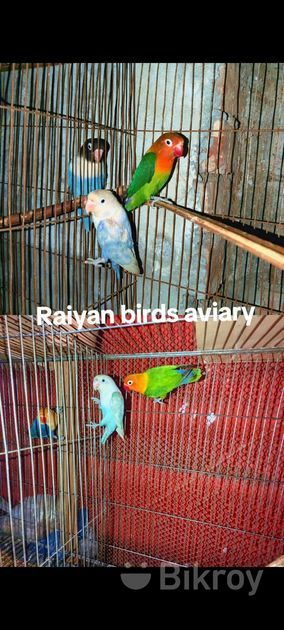2 Pair Running Love Bird for Sale in Basabo | Bikroy