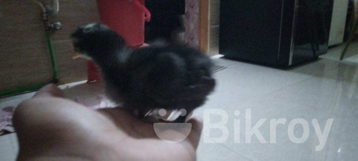 ২ টা মেল ব্রাহমা মুরগির বাচ্চা বিক্রি করা হবে for Sale in Jashore | Bikroy