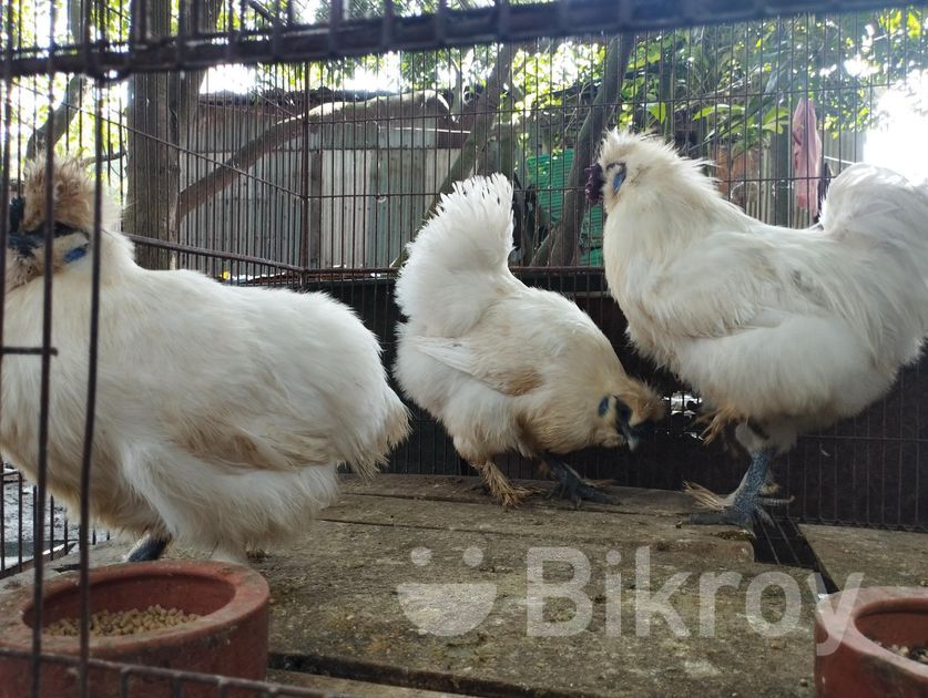 3 piece silky murgi running for Sale in Gazipur | Bikroy