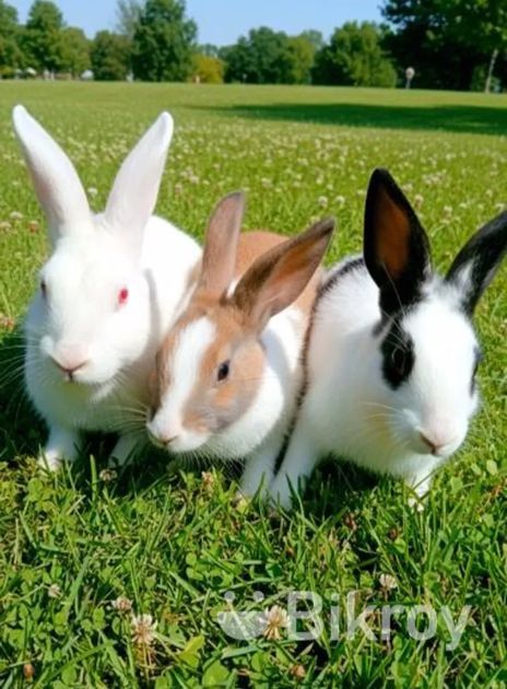 3 Pis Khorgos Are Baccah for Sale in Mirpur | Bikroy