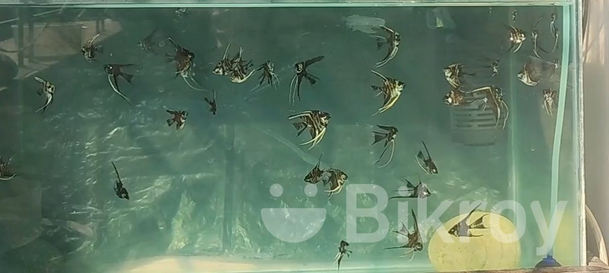 30 Pis Angel for Sale in Mirpur | Bikroy