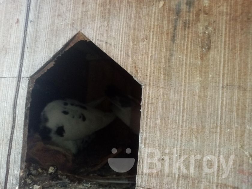 4 Jora Kobutor Asa for Sale in Nasirabad | Bikroy