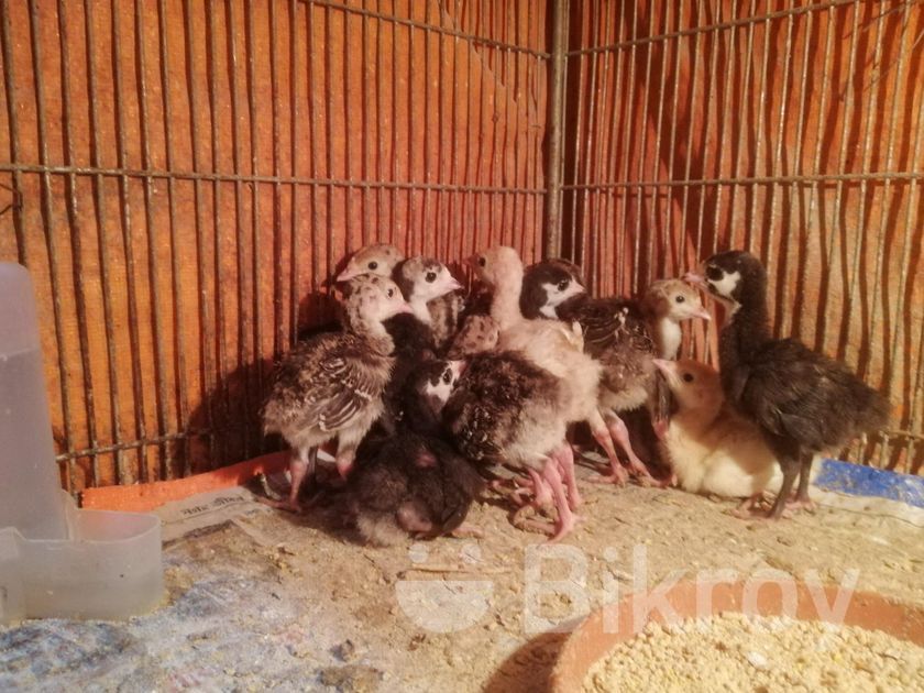 ৭ দিনের টার্কি মুরগি পালন in Malibag | Bikroy