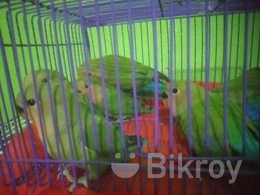 ৮ পিস লাভ পাখি বিক্রি হবে in Basabo | Bikroy