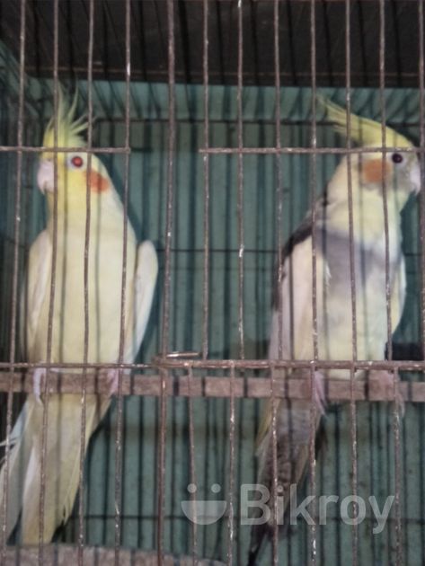 Adult Male, Cage & Box Soho Sell Hobe. for Sale in Lalbag | Bikroy
