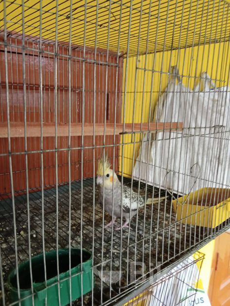 adult male in Natore | Bikroy