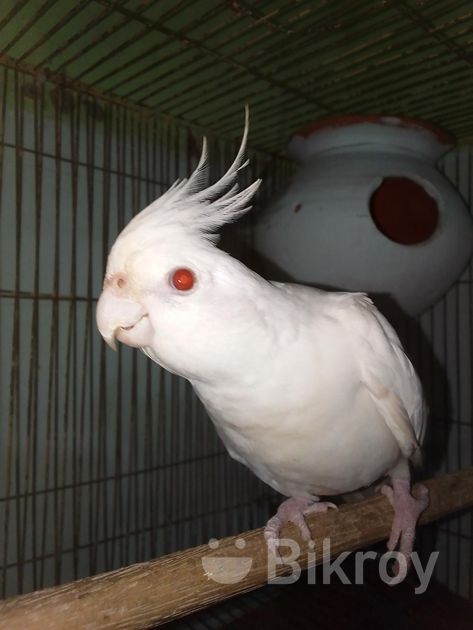 Albino Red Eye Cockatiel Sell Hoby for Sale in Narayanganj | Bikroy