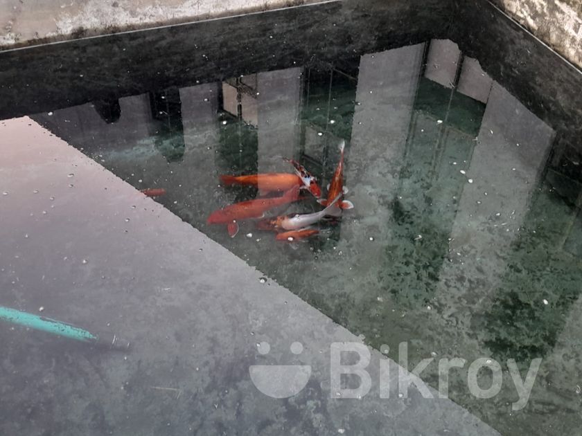 Aquarium Fish/gold Fish for Sale in Bashundhara | Bikroy