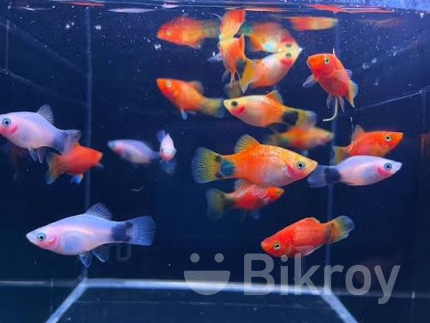 Aquarium Fish Platy for Sale in Cantonment | Bikroy