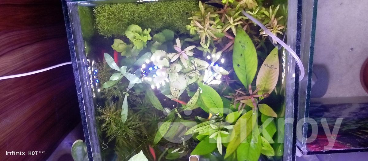 AQUARIUM plants for Sale in Khilgaon | Bikroy