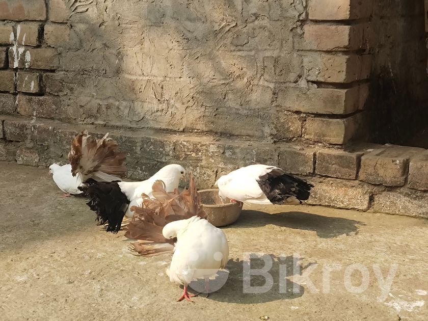 Bird Sell for Sale in Satkhira | Bikroy