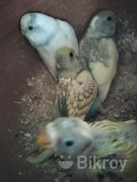 বাজরিকা পাখি for Sale in Chapainawabganj | Bikroy