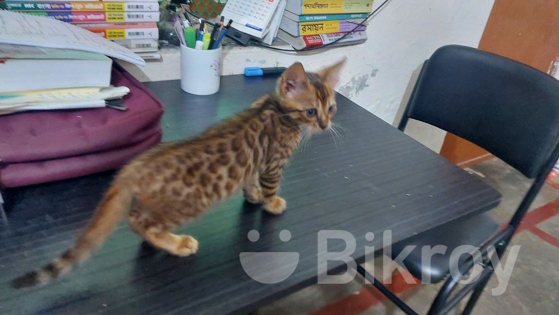 Bengal cat for Sale in Elephant Road | Bikroy