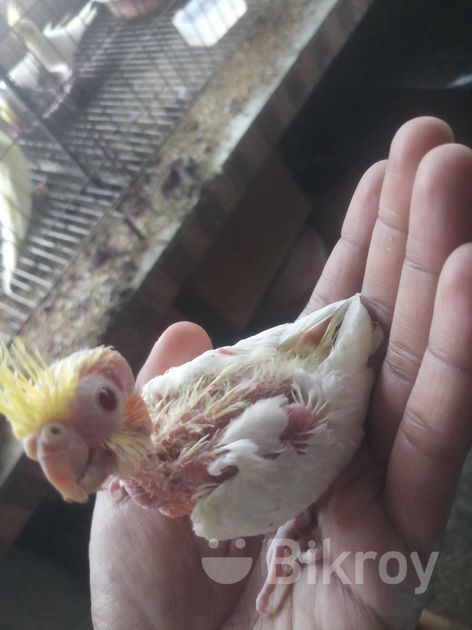 in Bangladesh | Bikroy