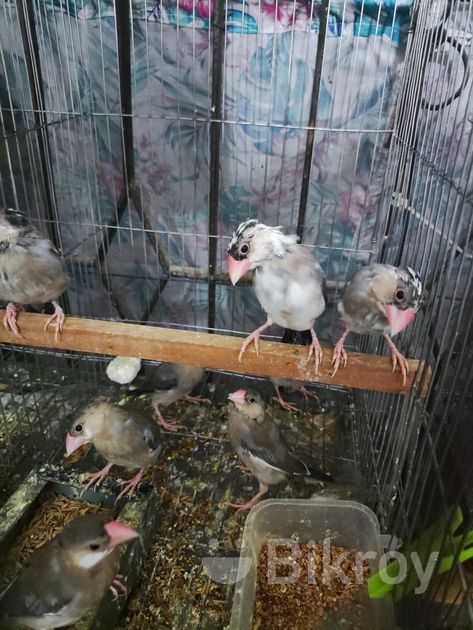 Black Java/কালো জাভা in Mirpur | Bikroy