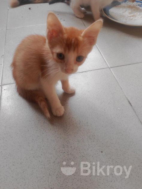 Cat adoption for Sale in Gulshan | Bikroy