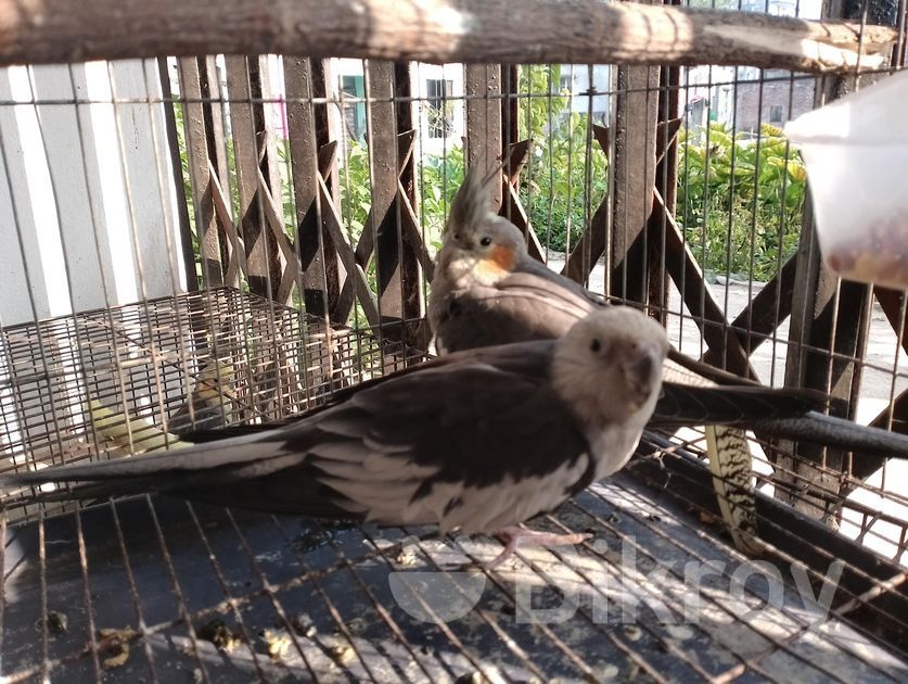Cockatiel bird running pair in Uttara | Bikroy