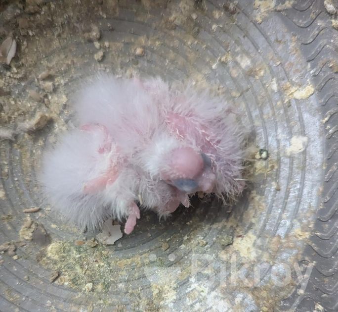 Cocktail Baby 3 Piece for Sale in Mohammadpur | Bikroy