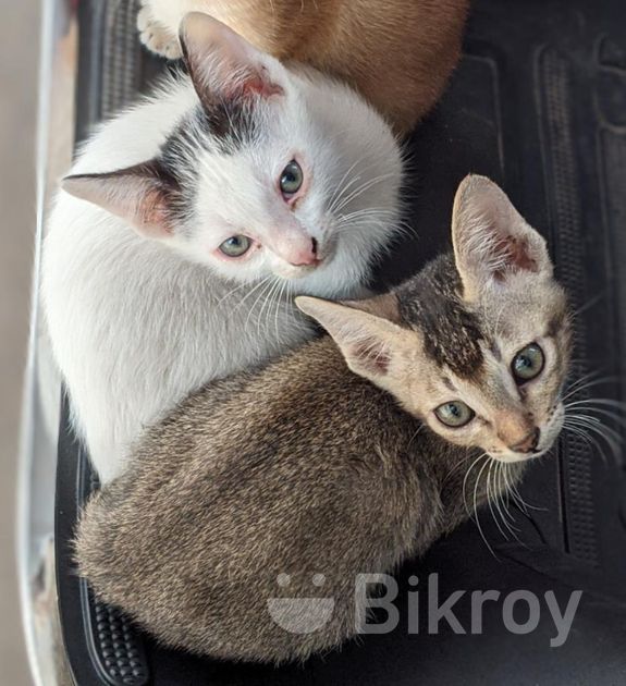 Cross Breed Cat for Sale in Boalia | Bikroy