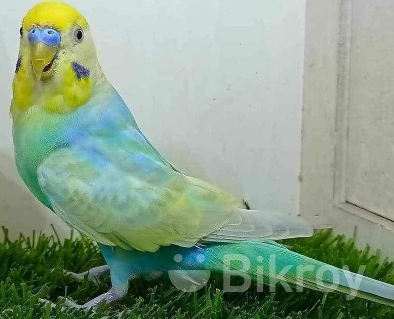 Cw Pied And Sky Rainbow Running Male for Sale in Oxygen | Bikroy