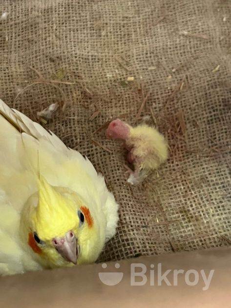 Dim Baccha Kora Ranning Jora Cockatiel Pair for Sale in Mirpur | Bikroy