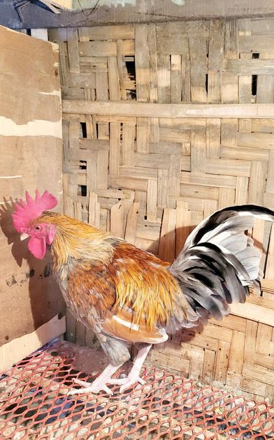 Dim para desi murgi for Sale in Tongi | Bikroy