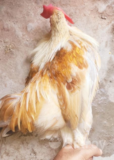 Dim para desi Murgi for Sale in Tongi | Bikroy