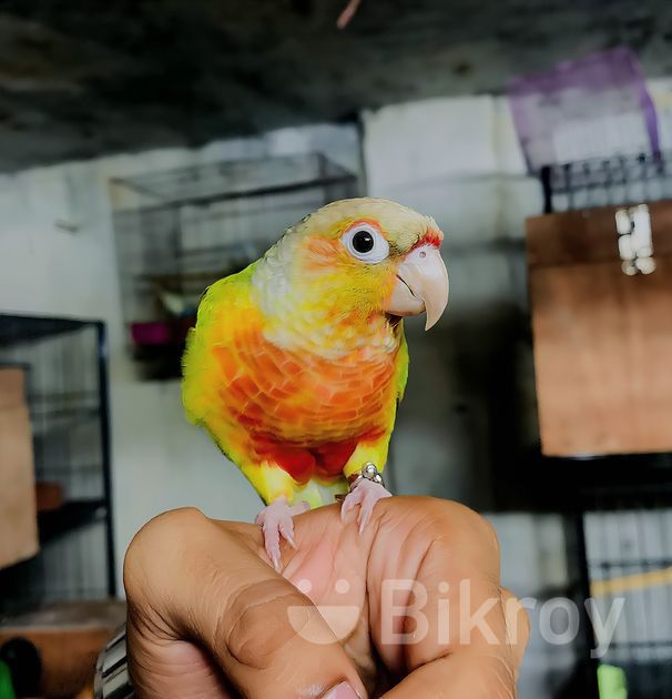 Double Red Factor Pineapple conure for Sale in Muradpur | Bikroy