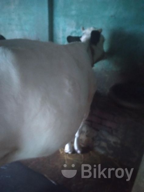 দুইটি ফিজিয়াম গরু for Sale in Bogura | Bikroy