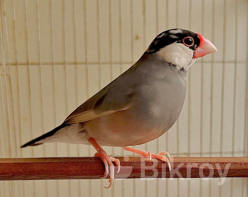 Female Java for Sale in Mirpur | Bikroy