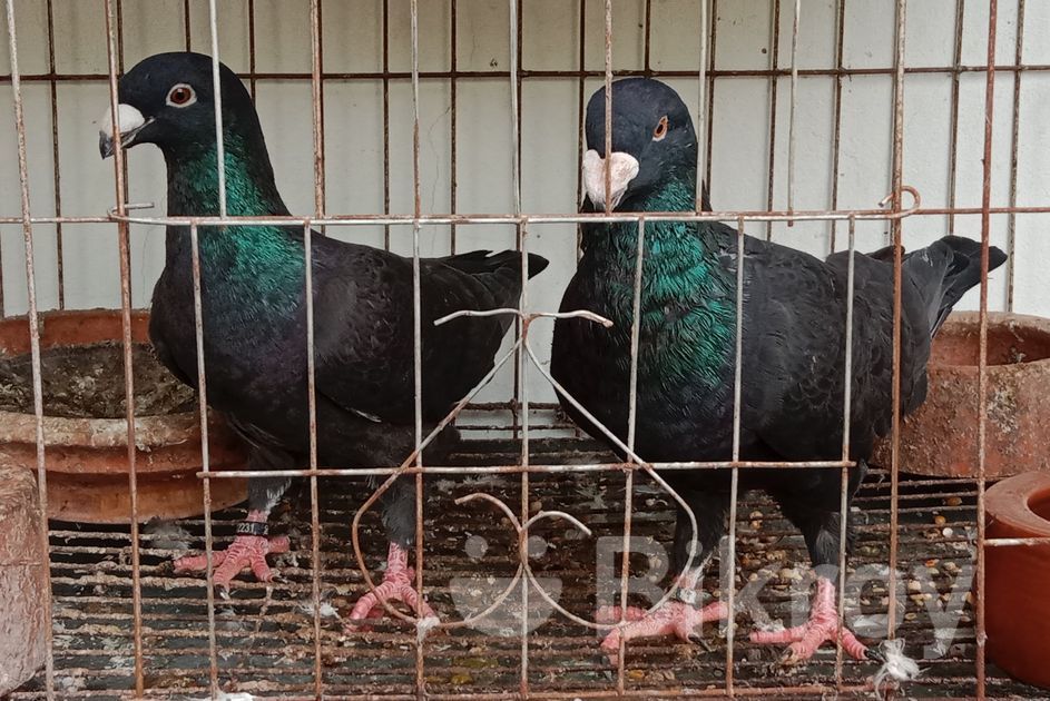 German Black Beauty।(২) জোড়া বিক্রি হবে for Sale in Keraniganj | Bikroy