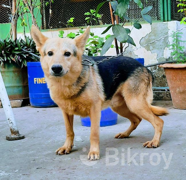 German Shepherd Dog for Sale in Dhanmondi | Bikroy