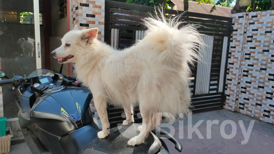 German Spitz Male& Female for Sale in Subid Bazar | Bikroy