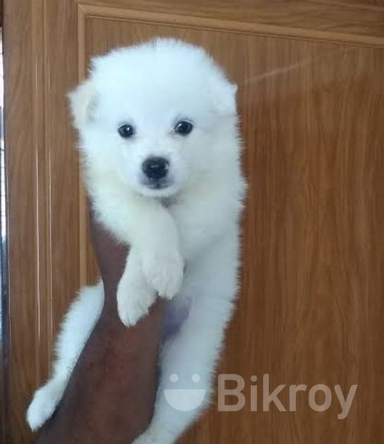 German Spiz Dog Pappy, for Sale in Patiya | Bikroy