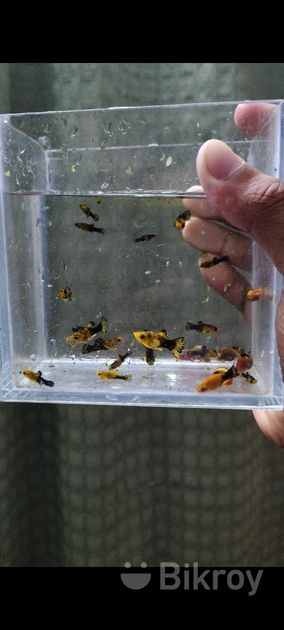 Golddust Moontail Molly for Sale in Agrabad | Bikroy