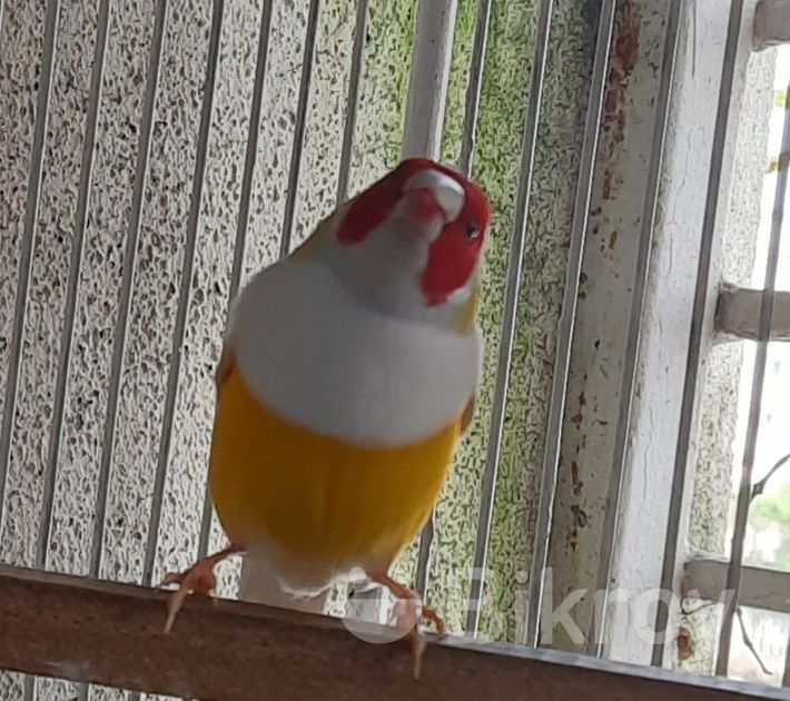 Golden Finch for Sale in Mirpur | Bikroy