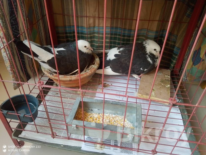 Gora kobutor in Agrabad | Bikroy