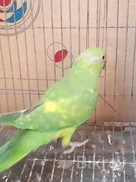Green ringneck parrot female in Mogbazar | Bikroy