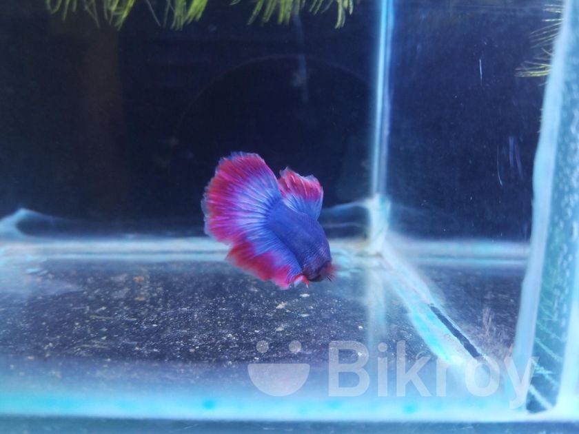 Half moon Fighter Fish for Sale in Malibag | Bikroy