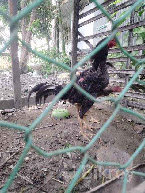 Haydabard indian asil / bahma baby... for Sale in Demra | Bikroy