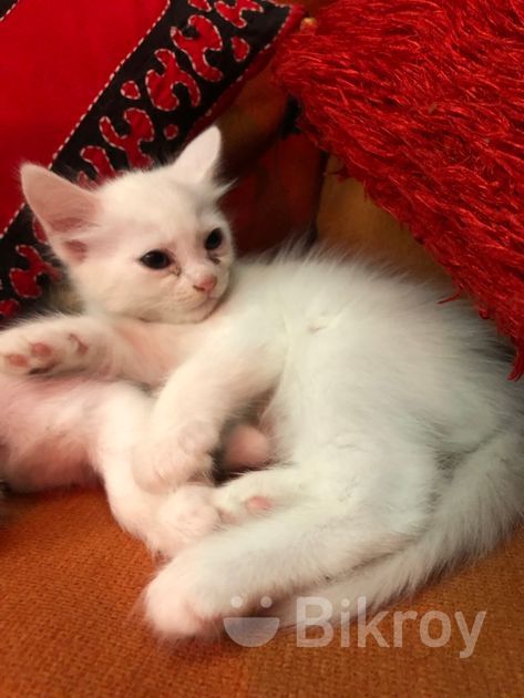 High Quality Mixed Breed Persian Cats for Sale in Uposahar | Bikroy
