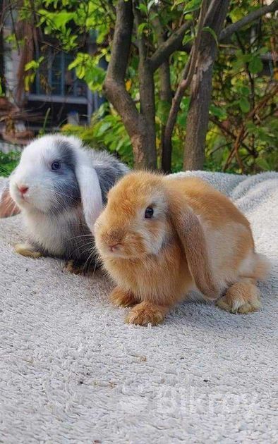Holland lop rabbit for Sale in Basabo | Bikroy