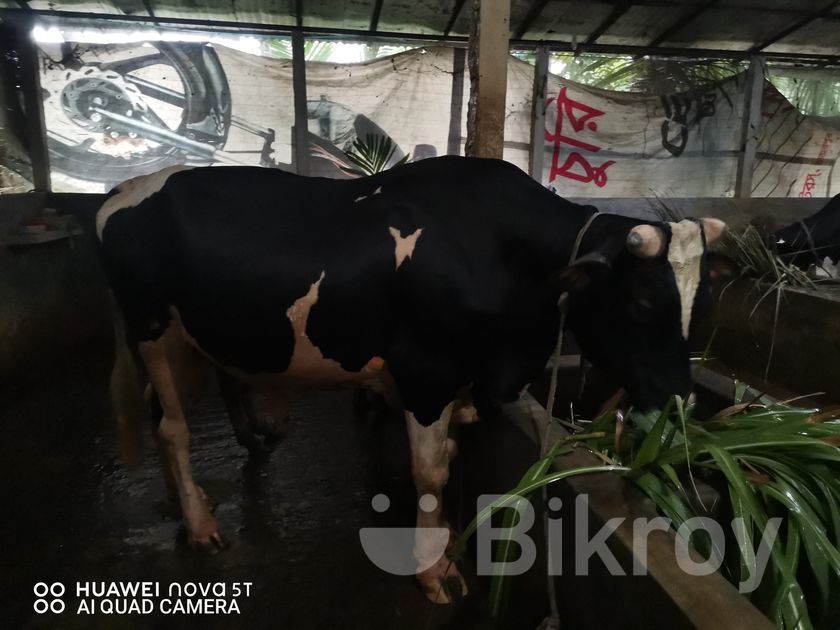 Holstein Friesian Ox Cow in Chandpur | Bikroy