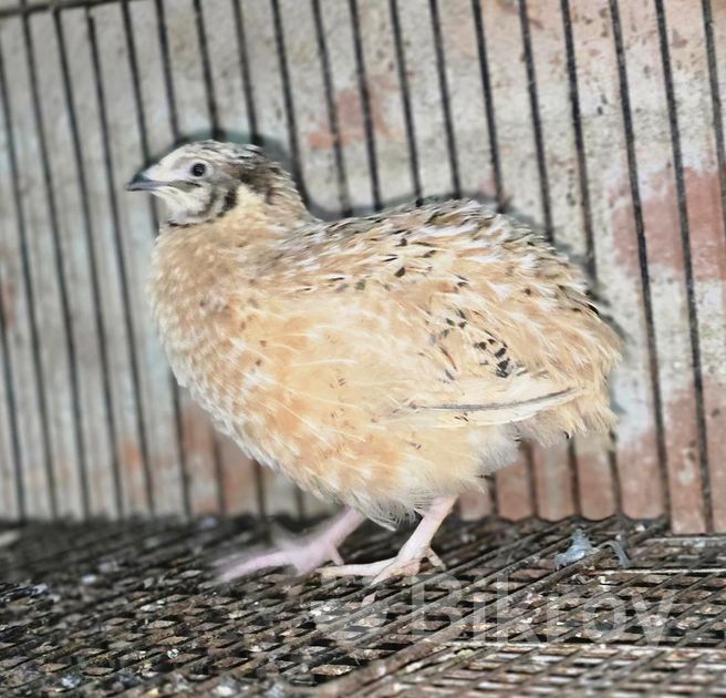 Jaint Kortonix 3 Pis Male for Sale in Bagh Bari (Baghbari) | Bikroy