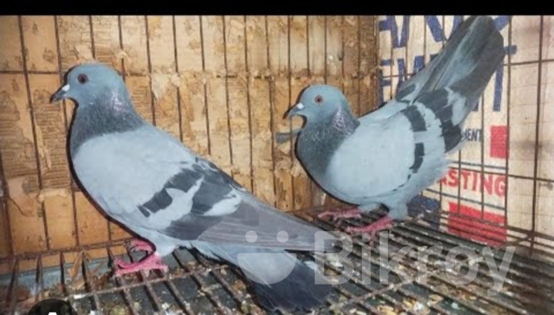 Jalali Kobutor for Sale in Halishahar | Bikroy