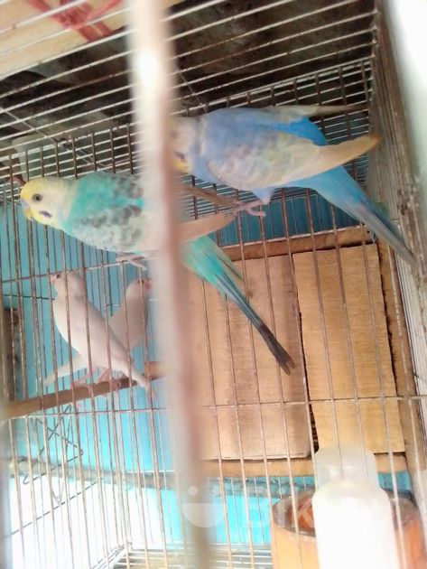 Java and rambo sell in Keraniganj | Bikroy